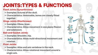 THE human all bones al ll bones all bones all bones SKELETAL SYSTEM.pdf