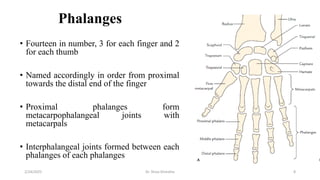 The Skeletal System and the Joints- IV.pdf