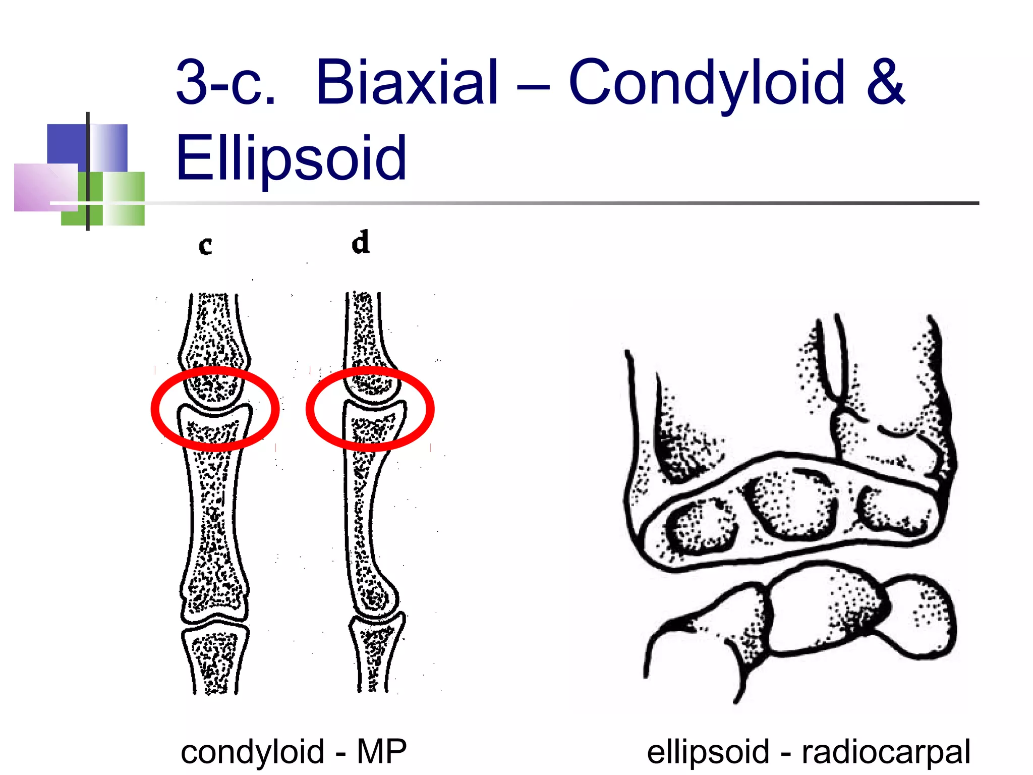 The skeletal system system level | PPT