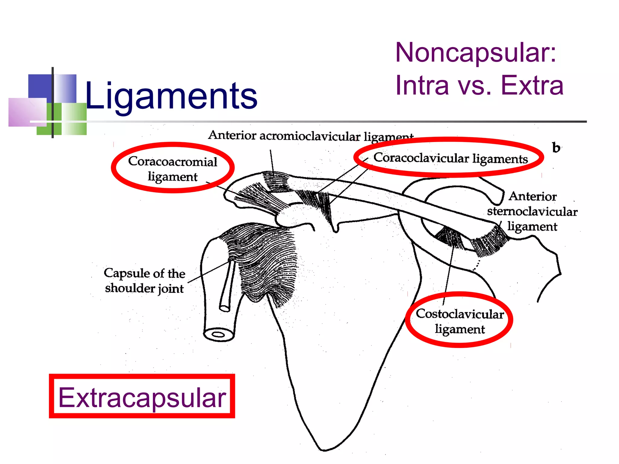 The skeletal system system level | PPT