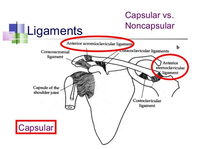 The skeletal system system level