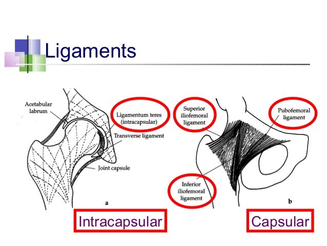 The skeletal system system level