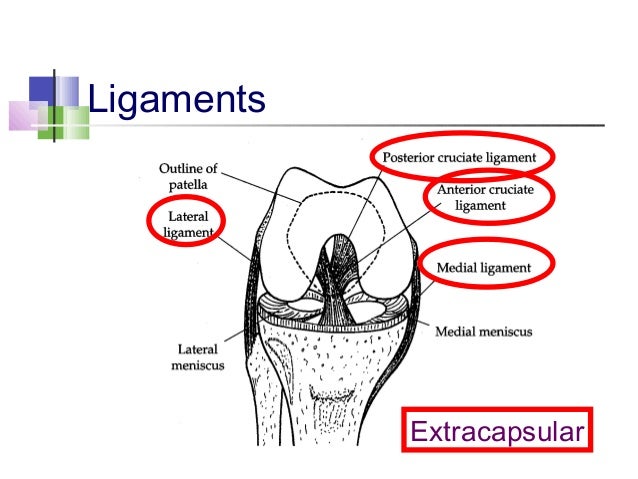 The skeletal system system level