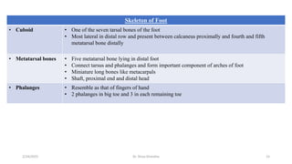 The Skeletal System and the Joints- V.pdf