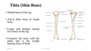 The Skeletal System and the Joints- V.pdf