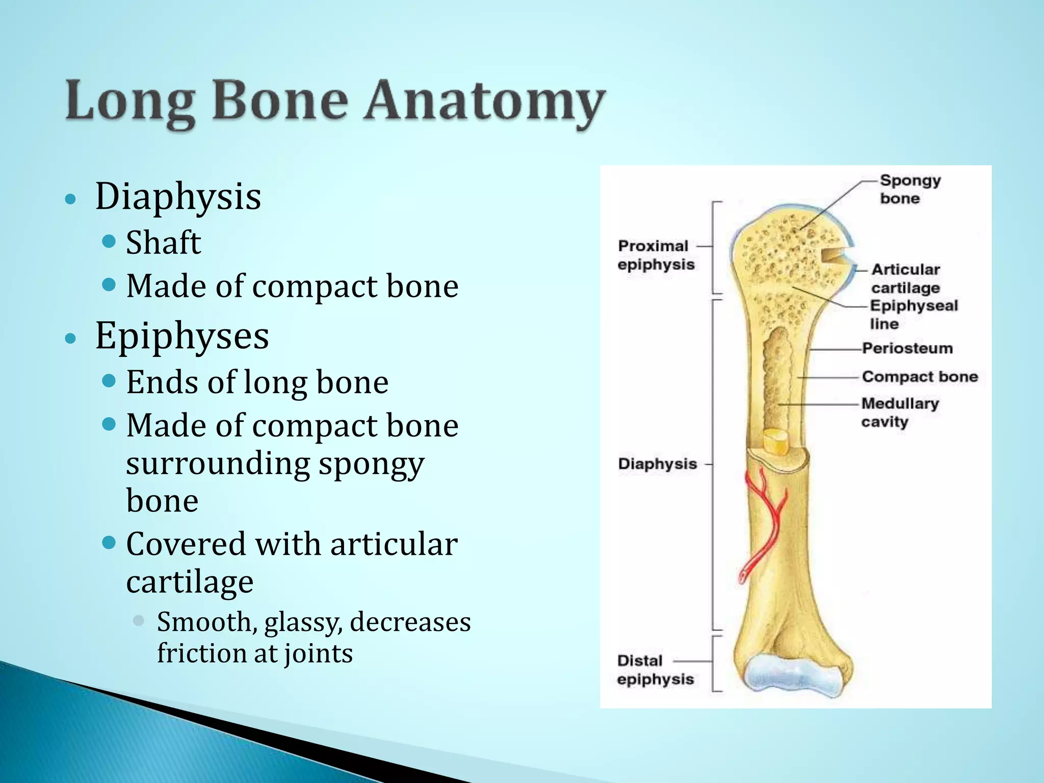 The skeletal system anatomy | PPSX
