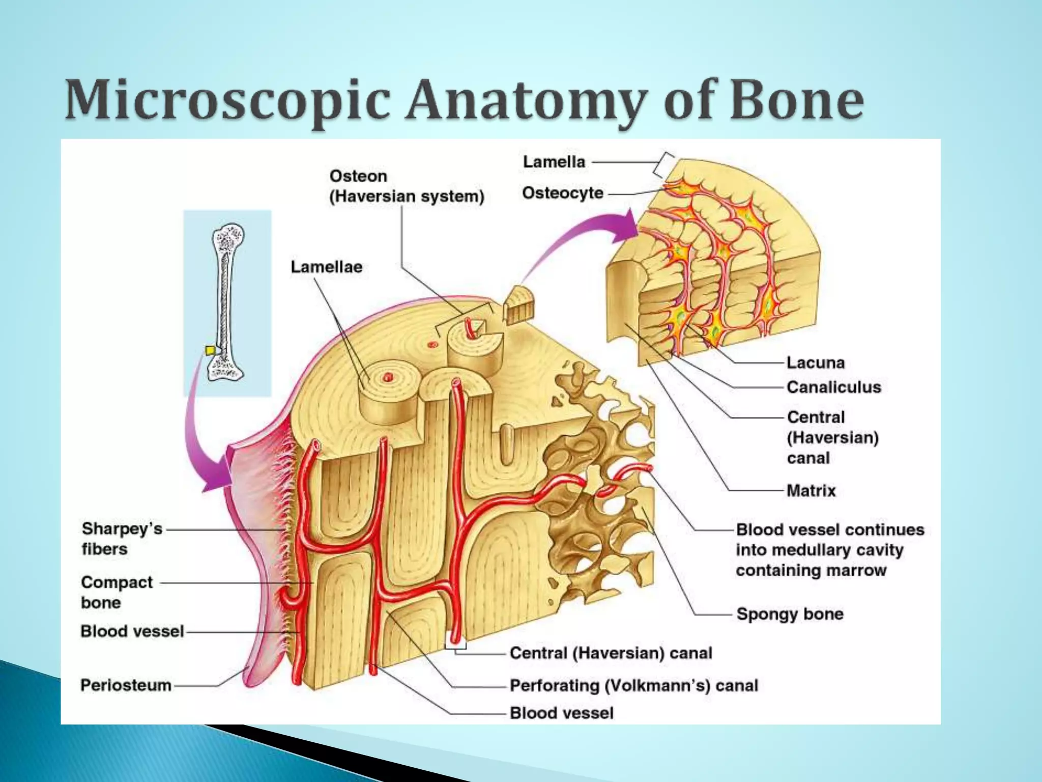 The skeletal system anatomy | PPSX