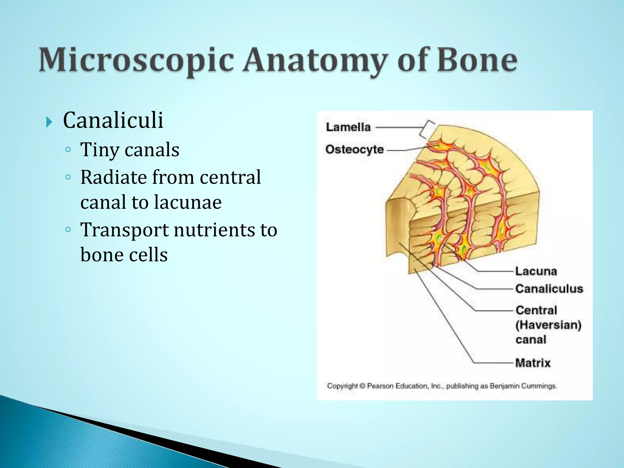 The skeletal system anatomy | PPSX