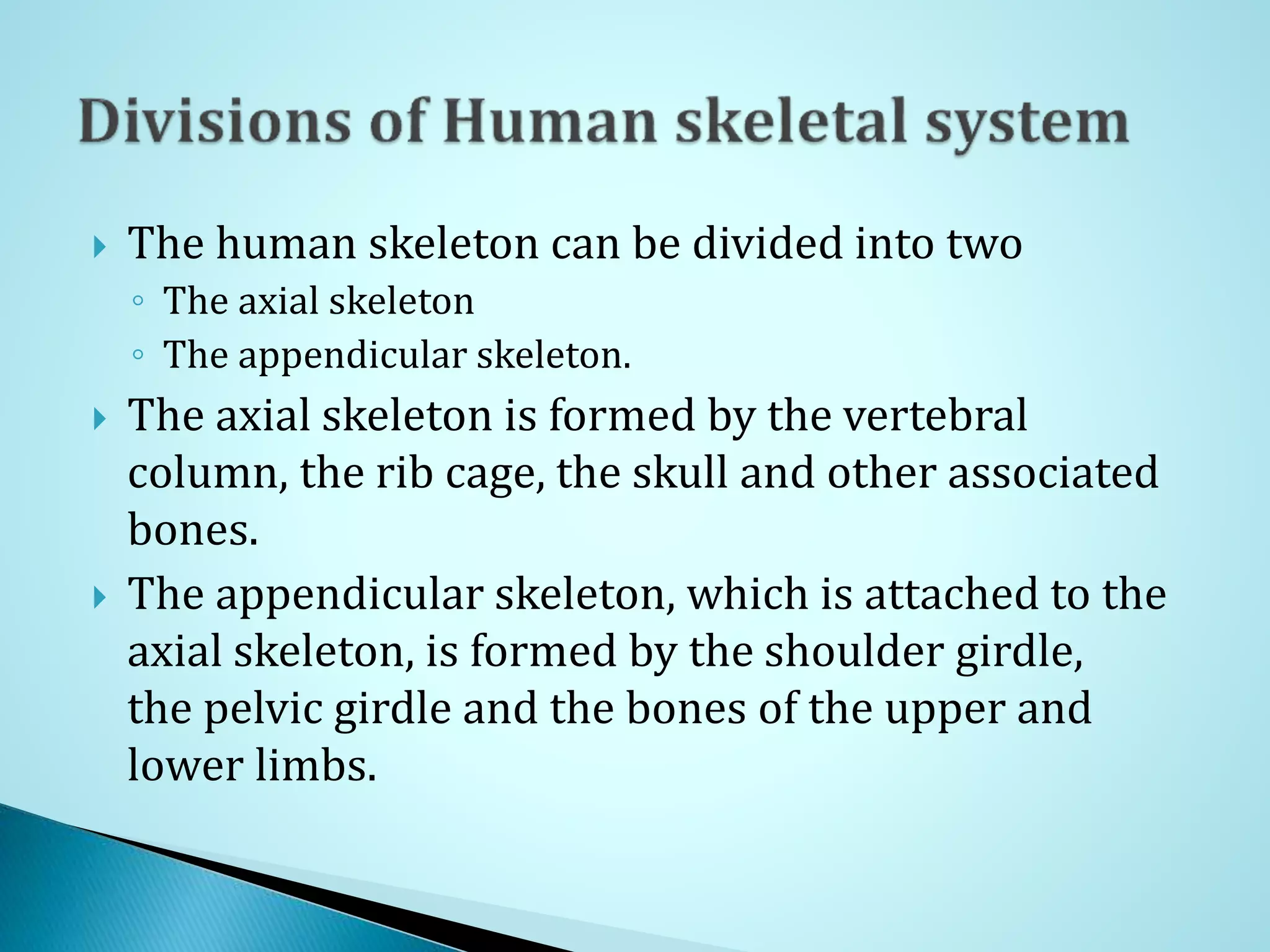 The skeletal system anatomy | PPSX