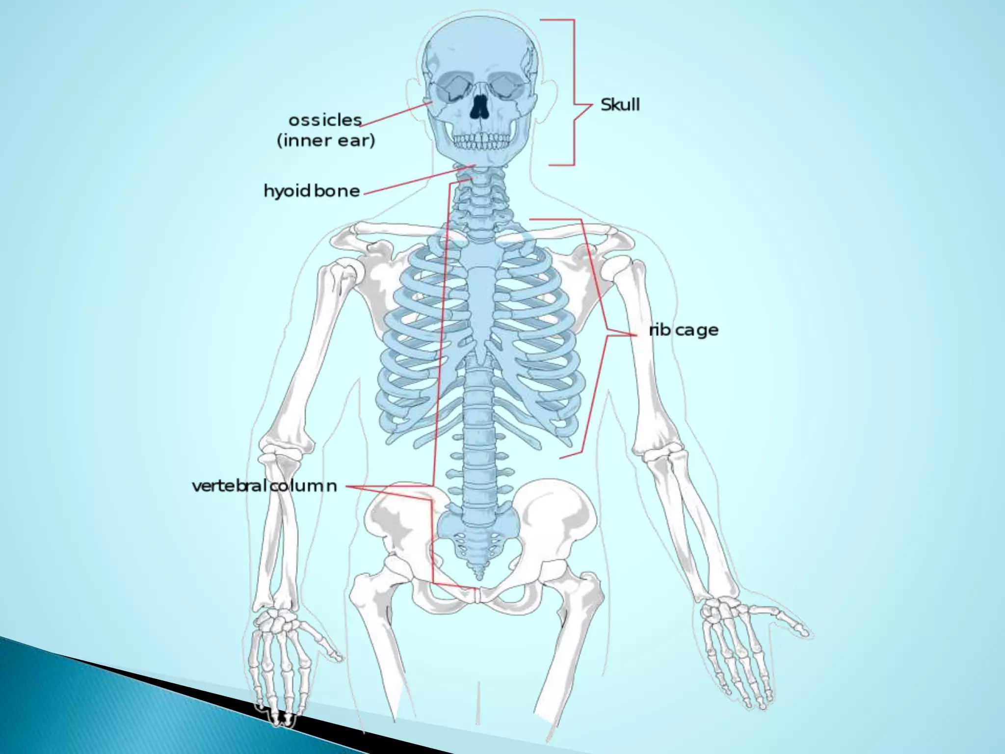 The skeletal system anatomy | PPSX