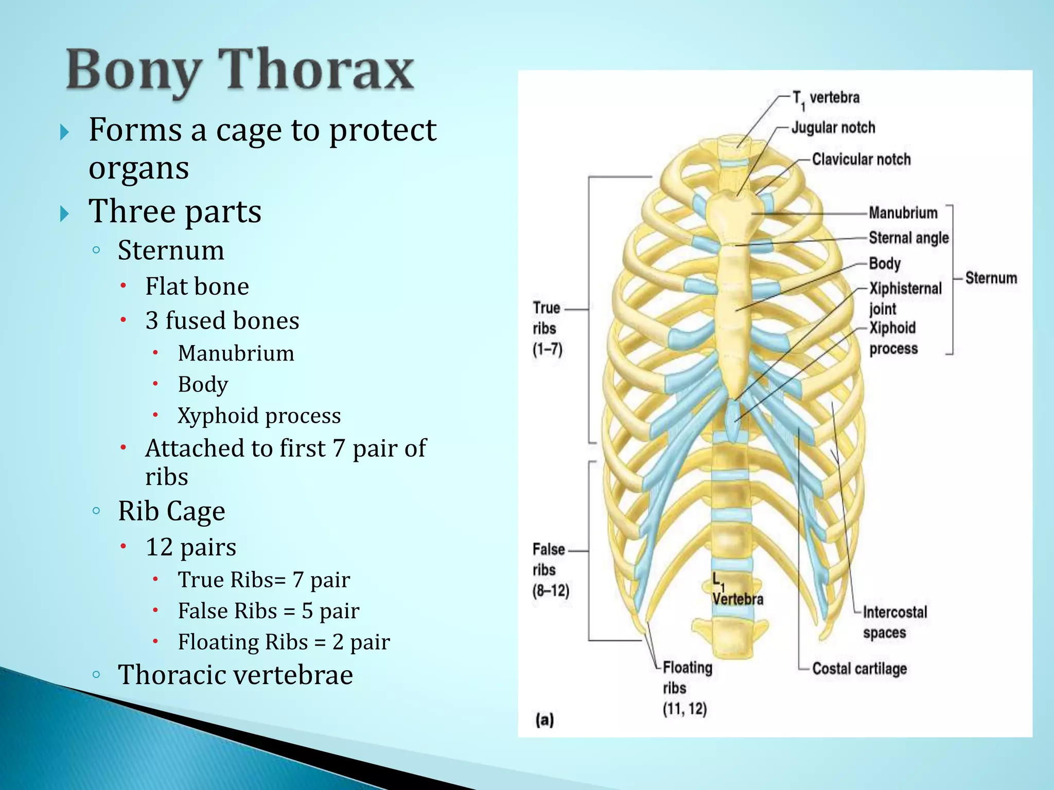 The skeletal system anatomy | PPSX