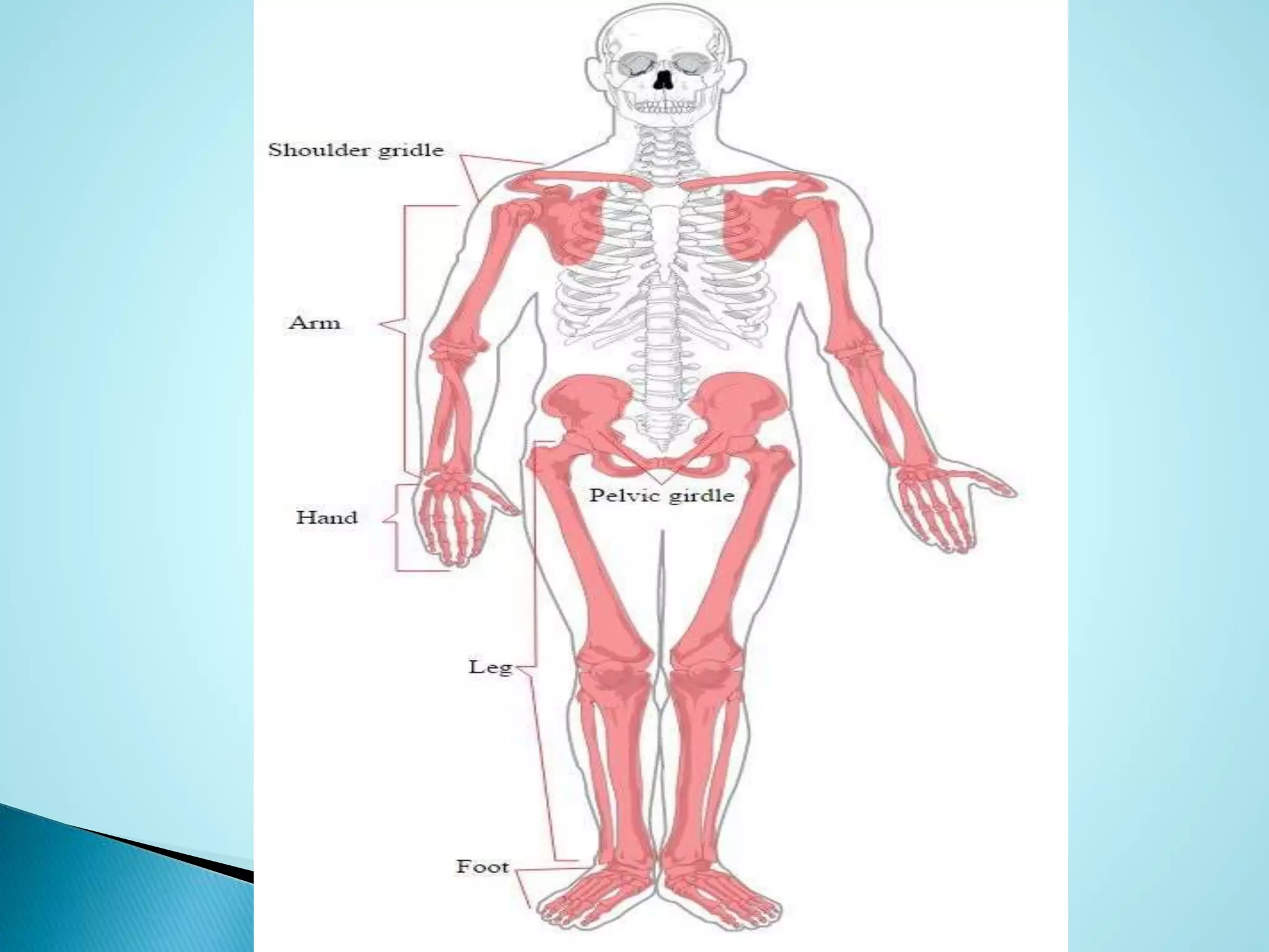 The skeletal system anatomy | PPSX