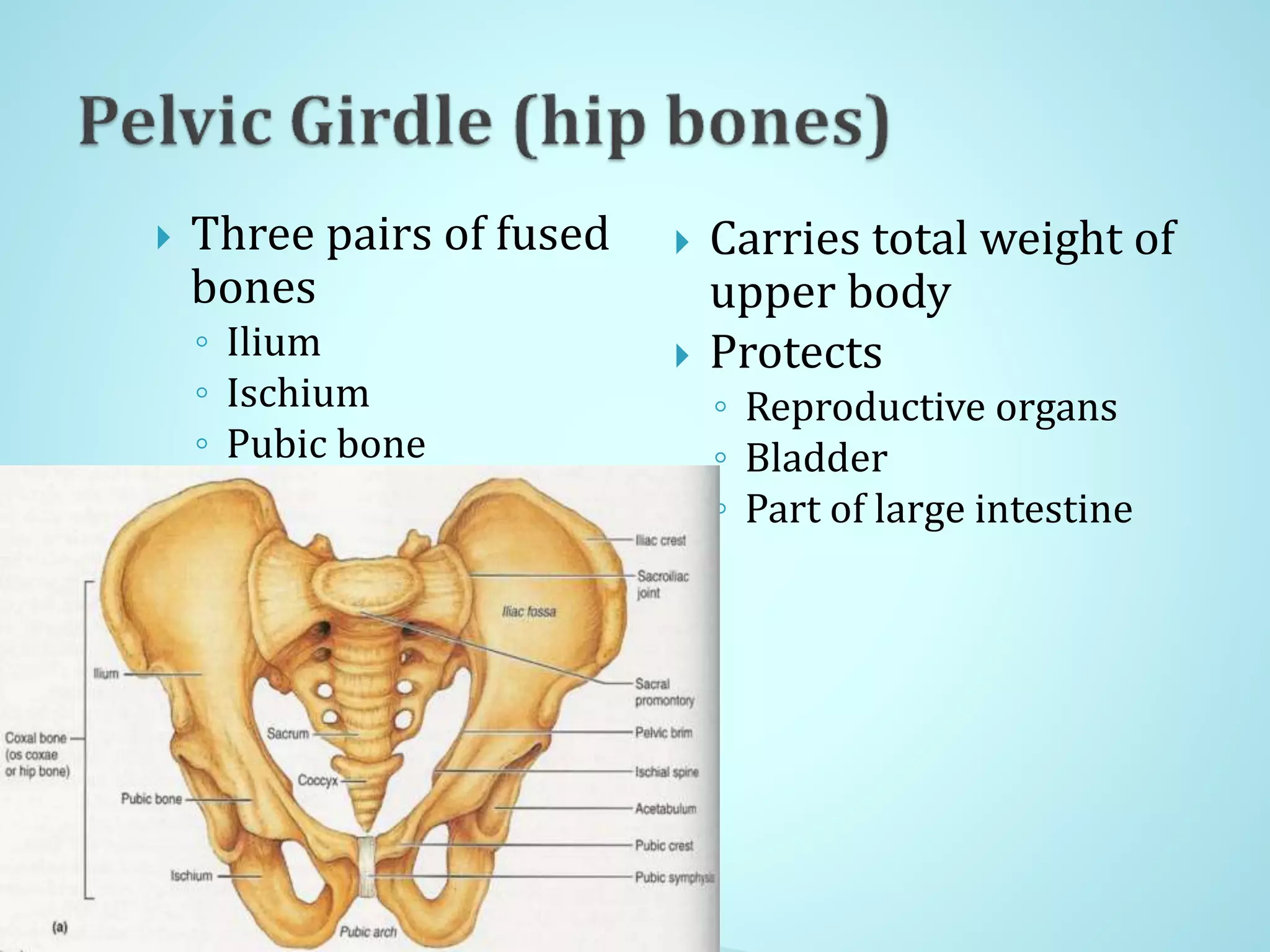 The skeletal system anatomy | PPSX