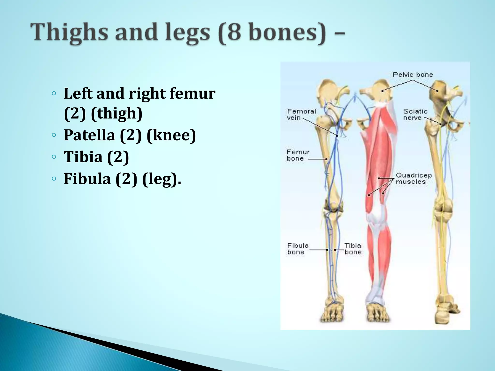 The Skeletal System Anatomy Ppsx