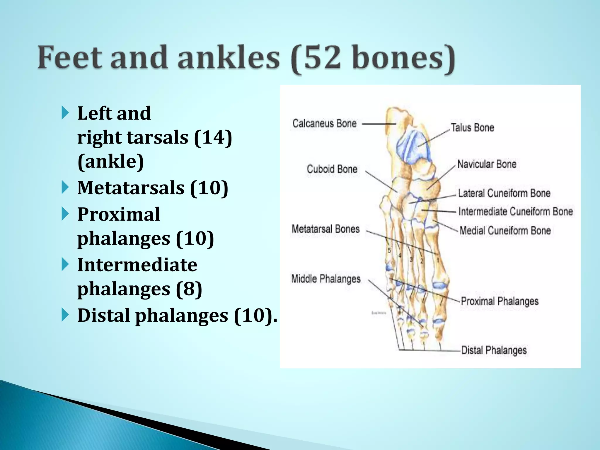 The skeletal system anatomy | PPSX