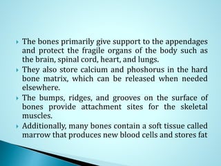 The skeletal system anatomy | PPSX