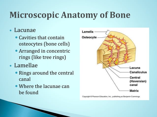 The skeletal system anatomy | PPSX | Death, Injury, or Military ...