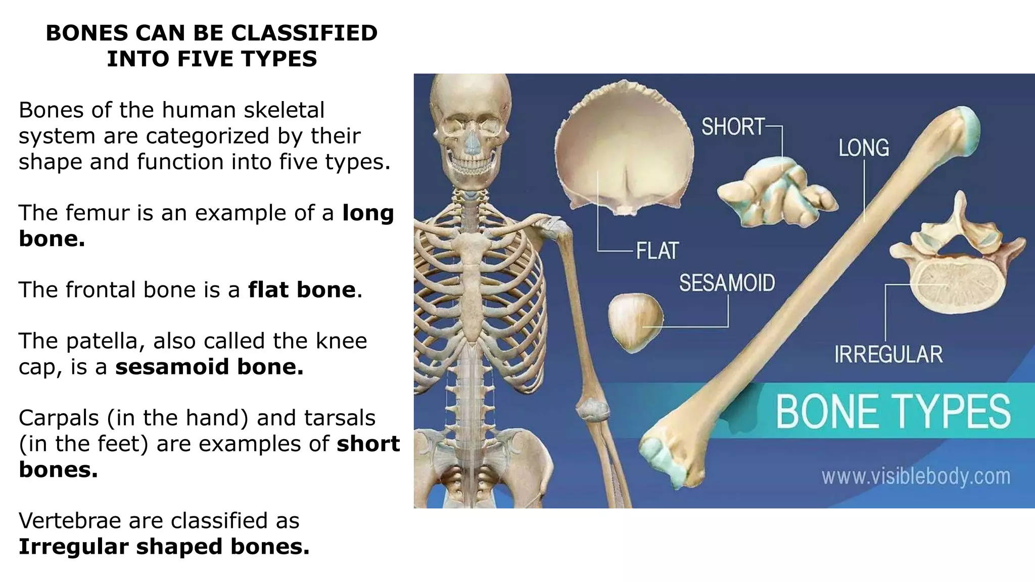 THE SKELETAL SYSTEM (ANATOMY).pptx