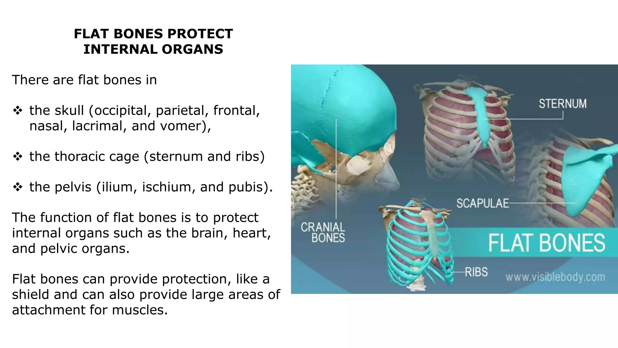 THE SKELETAL SYSTEM (ANATOMY).pptx