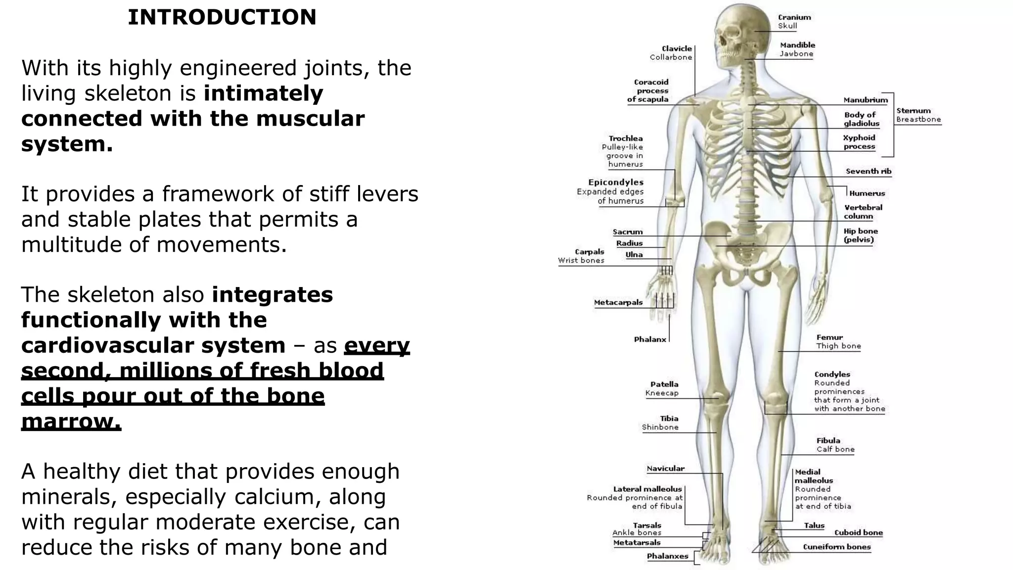 THE SKELETAL SYSTEM (ANATOMY).pptx
