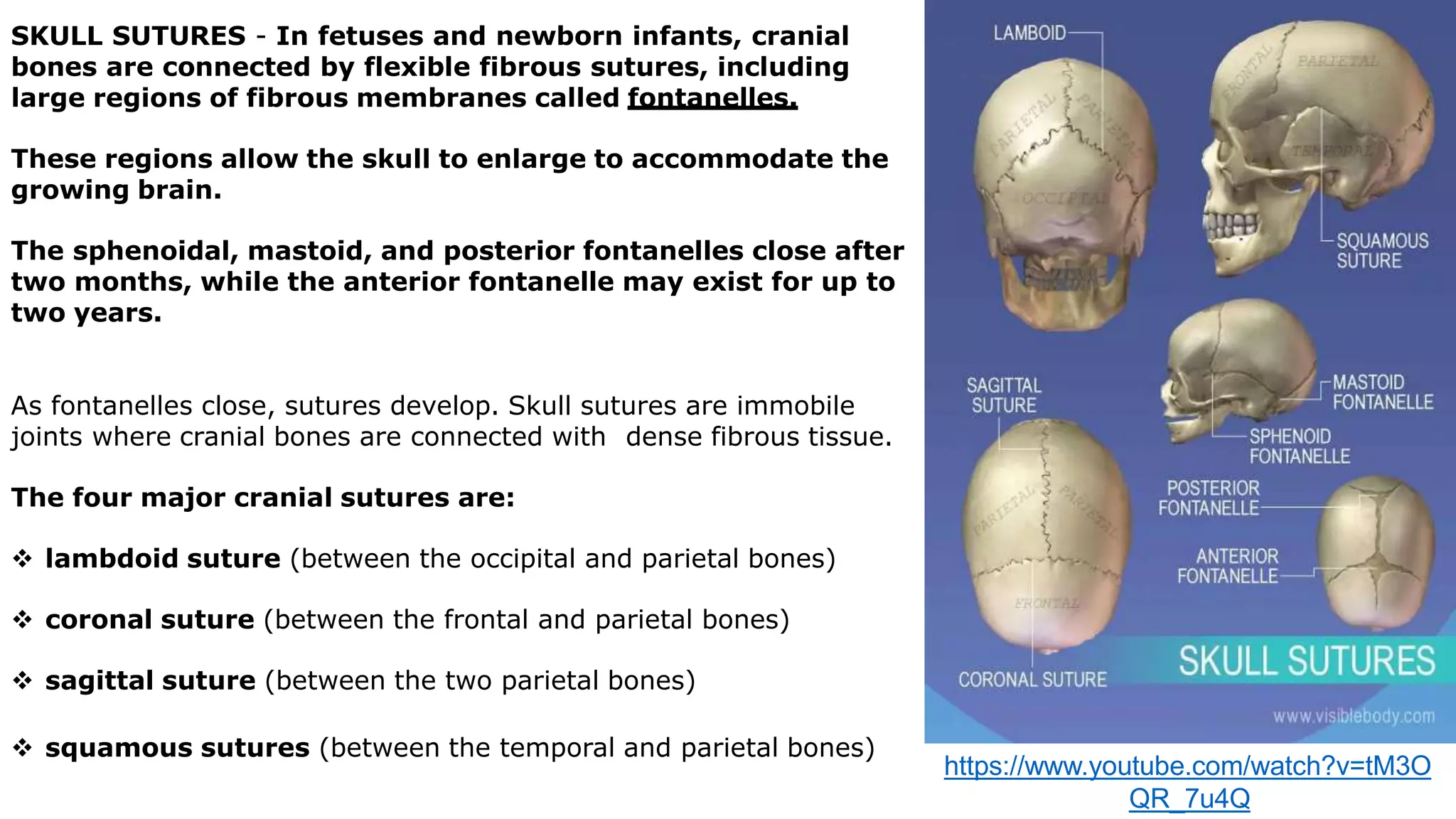 THE SKELETAL SYSTEM (ANATOMY).pptx