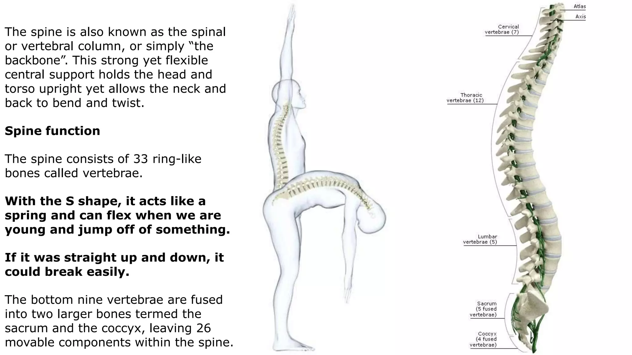 THE SKELETAL SYSTEM (ANATOMY).pptx