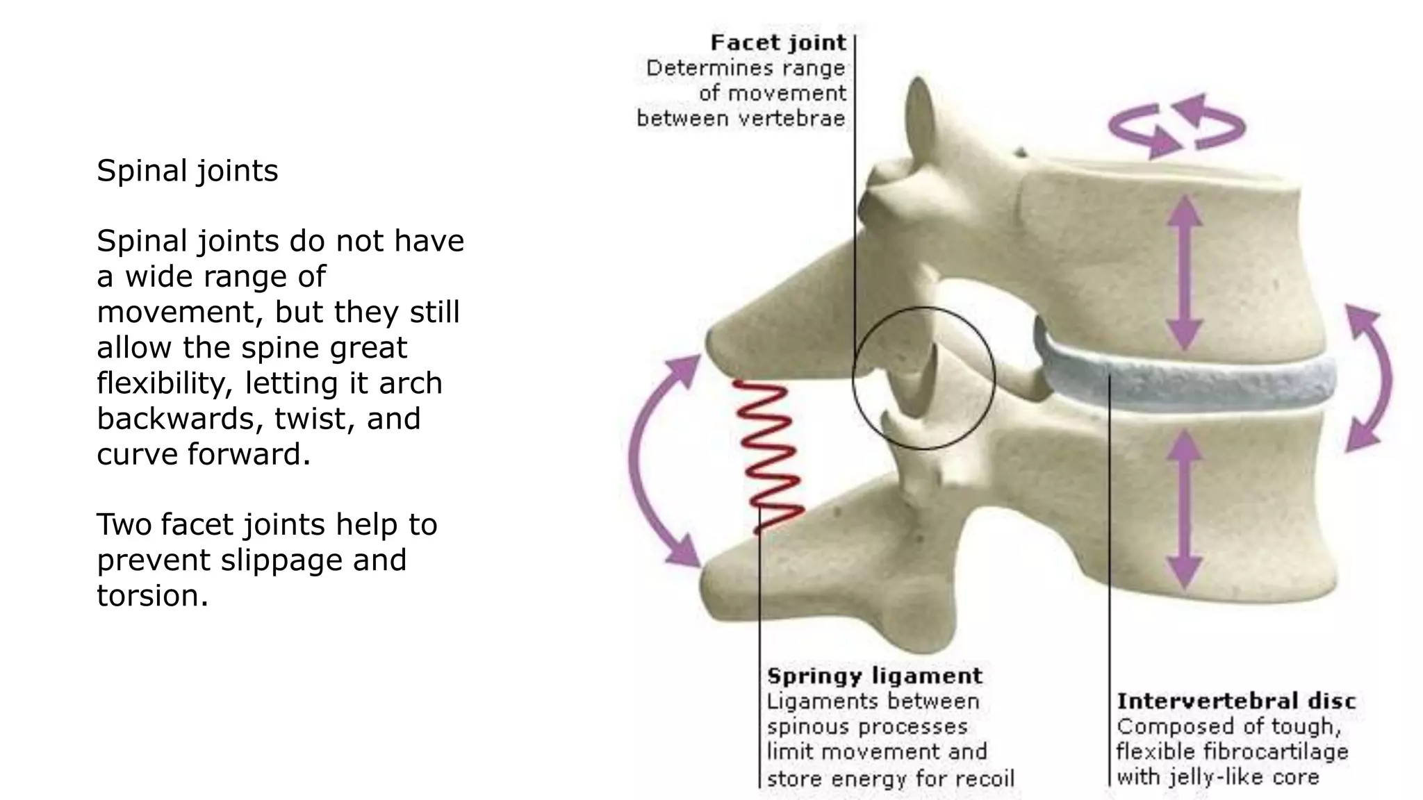 THE SKELETAL SYSTEM (ANATOMY).pptx