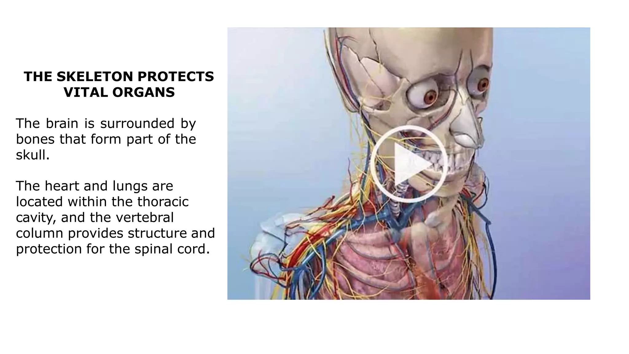 THE SKELETAL SYSTEM (ANATOMY).pptx
