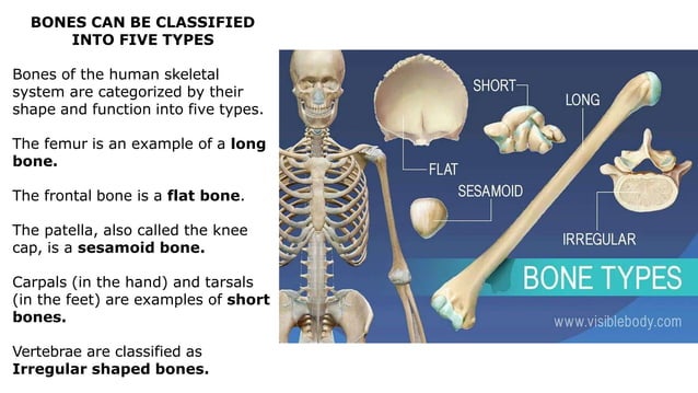 THE SKELETAL SYSTEM (ANATOMY).pptx