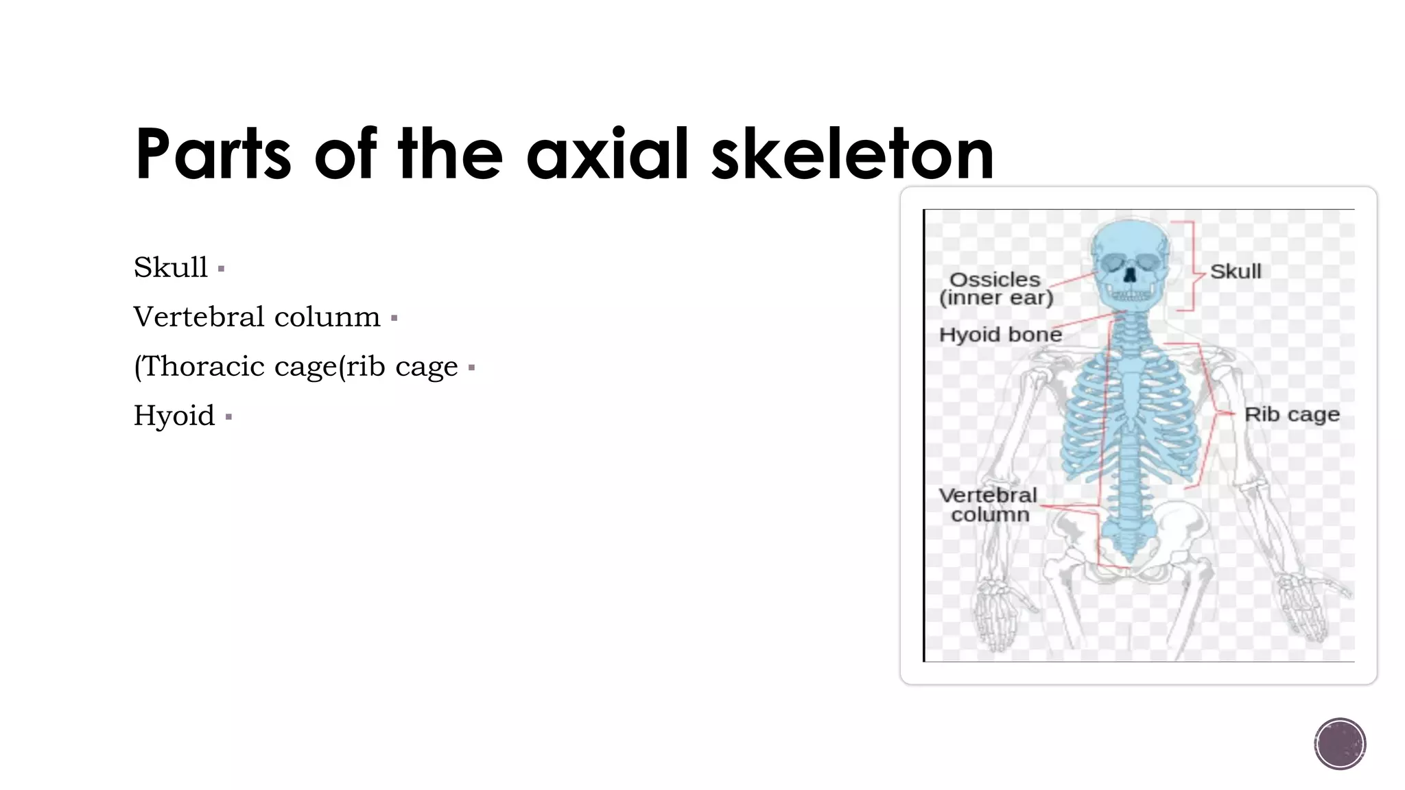 The skeletal system | PDF