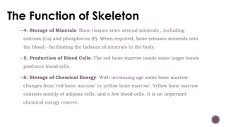 The skeletal system | PDF
