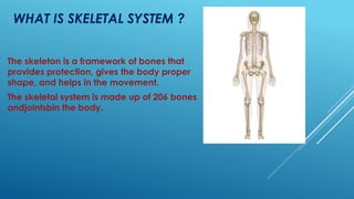 Comprehensive Overview of the Human Skeletal System and Its Functions ...