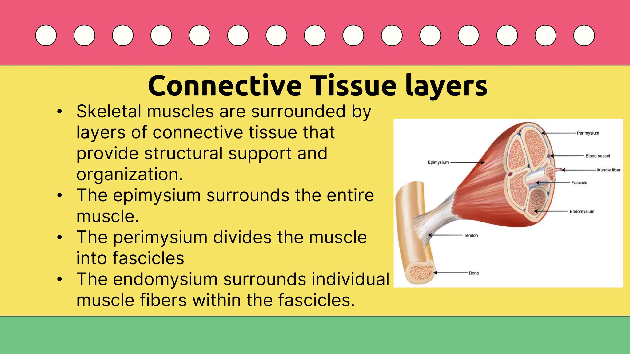 The Skeletal System Education Presentation in Green Yellow Simple ...