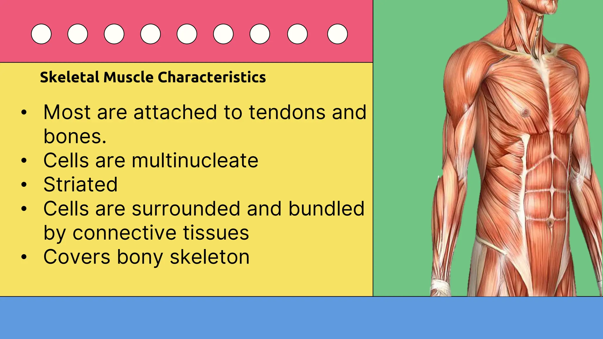 The Skeletal System Education Presentation in Green Yellow Simple ...