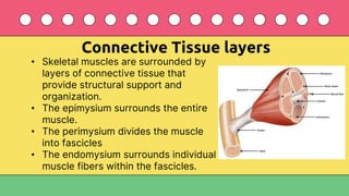 The Skeletal System Education Presentation in Green Yellow Simple ...