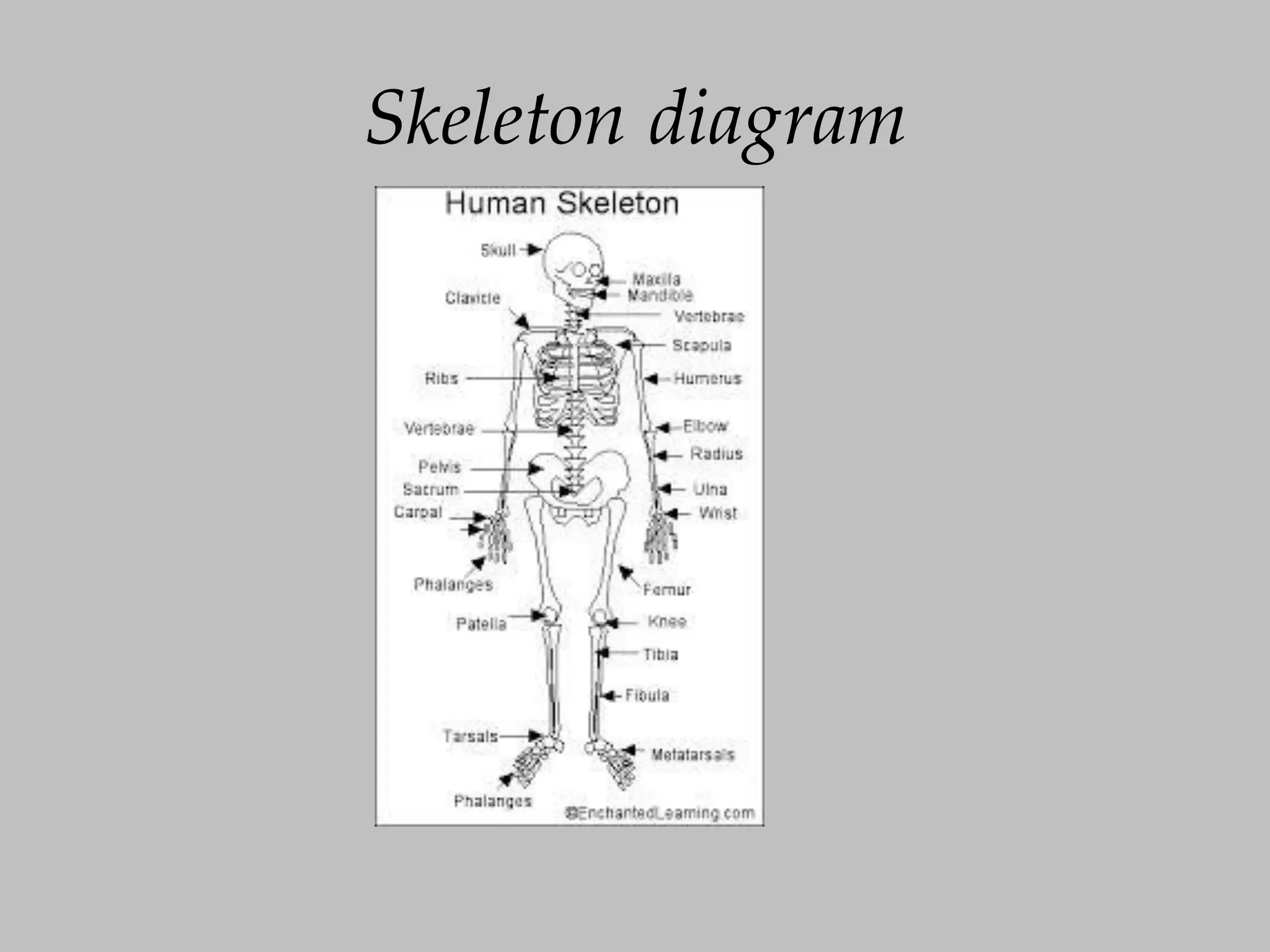 The skeletal system power point | PDF