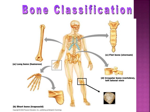 THE SKELETAL SYSTEM POWER POINT. (2).pptx