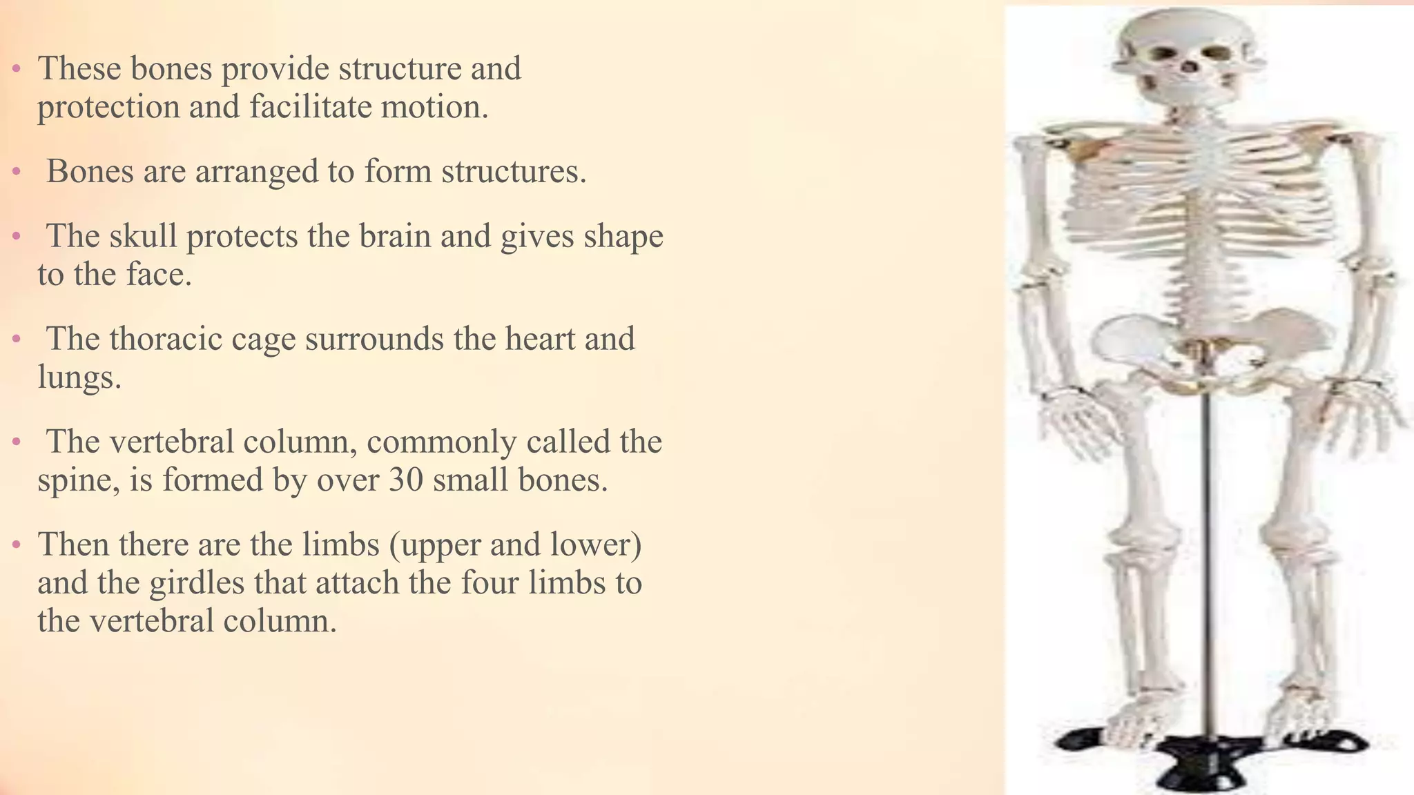 THE SKELETAL SYSTEM ppt.pptx