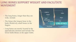 THE SKELETAL SYSTEM ppt.pptx