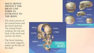 THE SKELETAL SYSTEM ppt.pptx