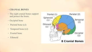 THE SKELETAL SYSTEM ppt.pptx