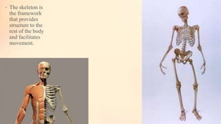 THE SKELETAL SYSTEM ppt.pptx