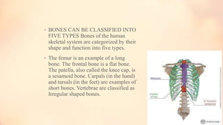 THE SKELETAL SYSTEM ppt.pptx