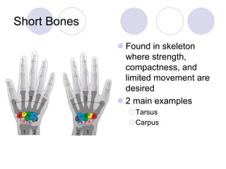 The Skeletal System (whole)2.ppt