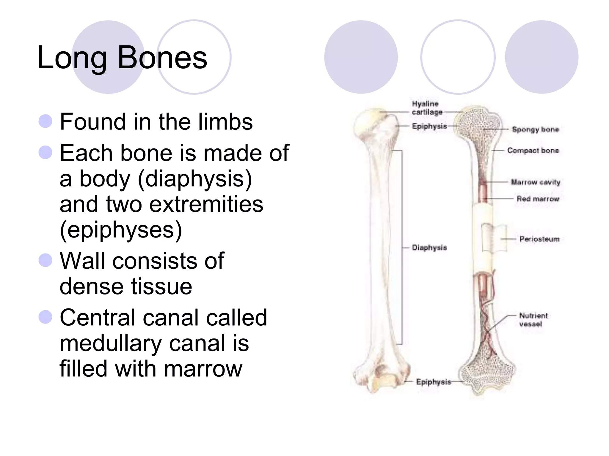 The Skeletal System (whole)2.ppt