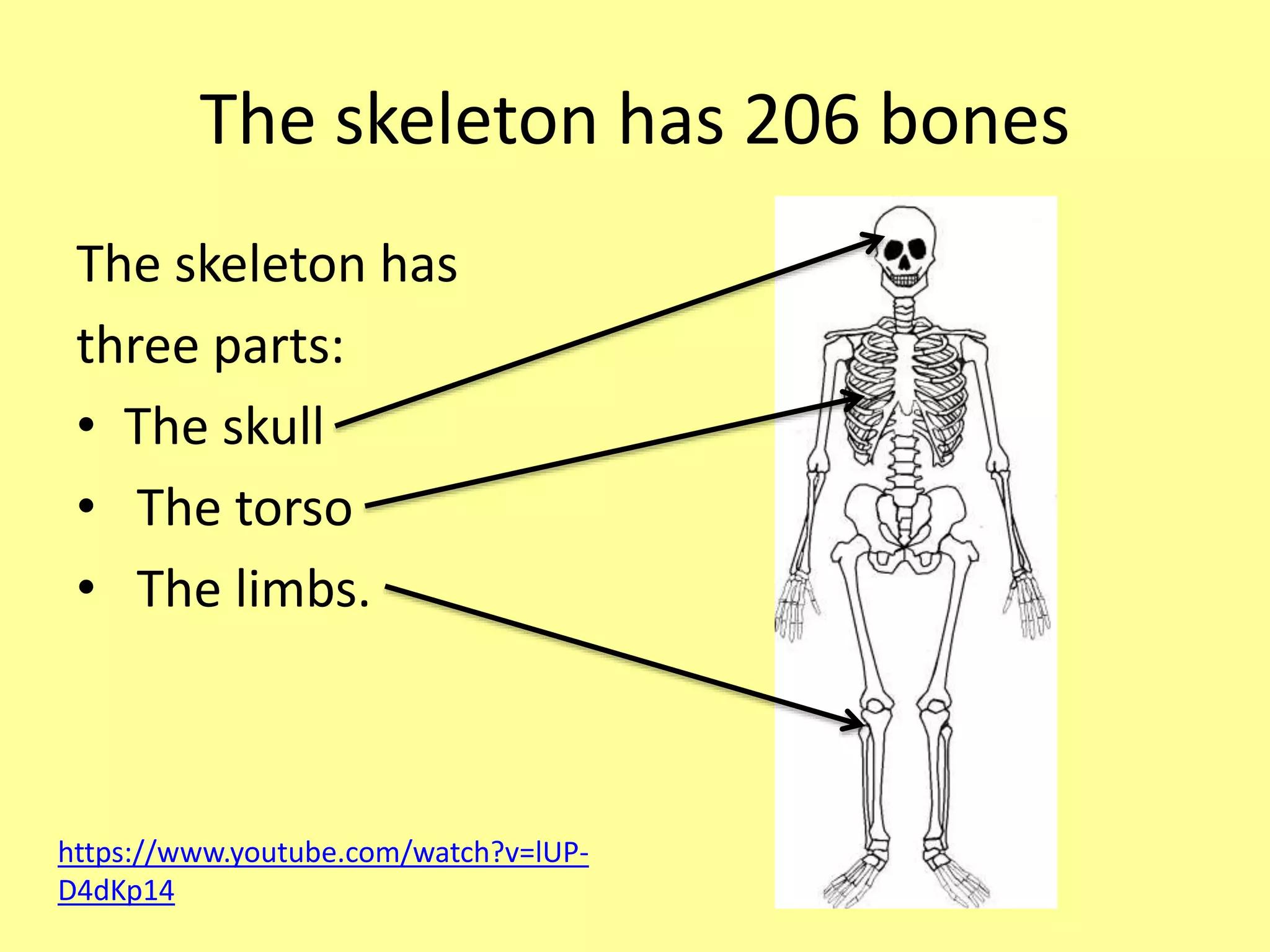 The skeleton | PPT