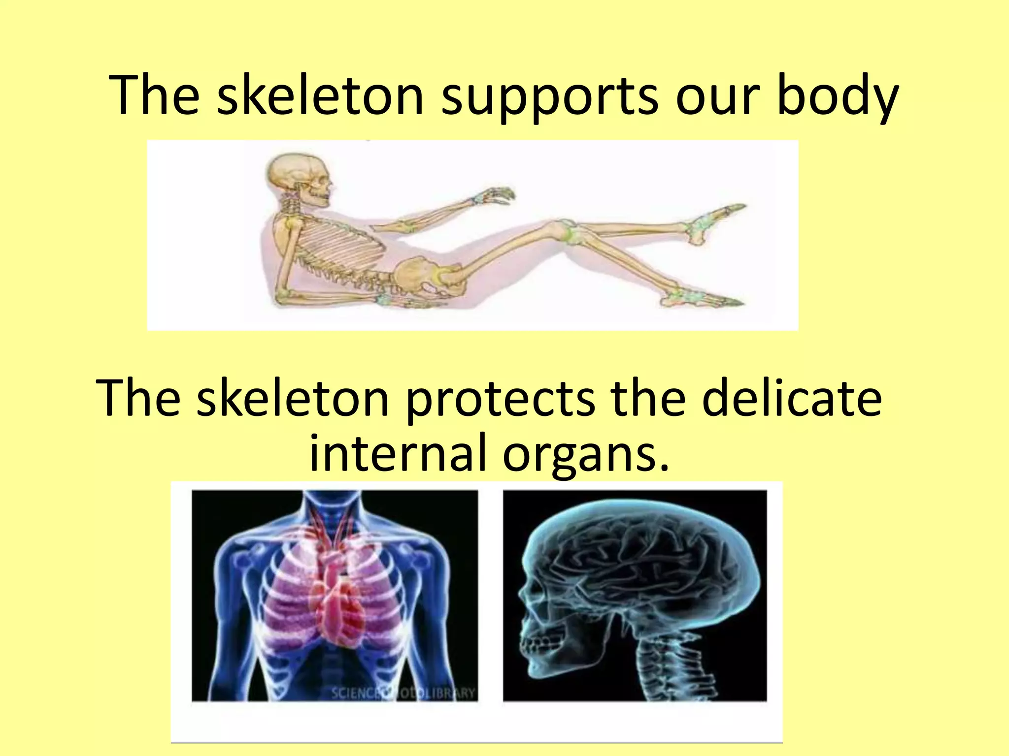 The skeleton | PPT