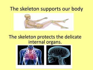 The skeleton | PPT