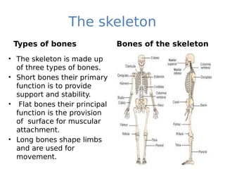 The skeleton and muscles elizabeth | PDF | Bone and Joint Conditions ...