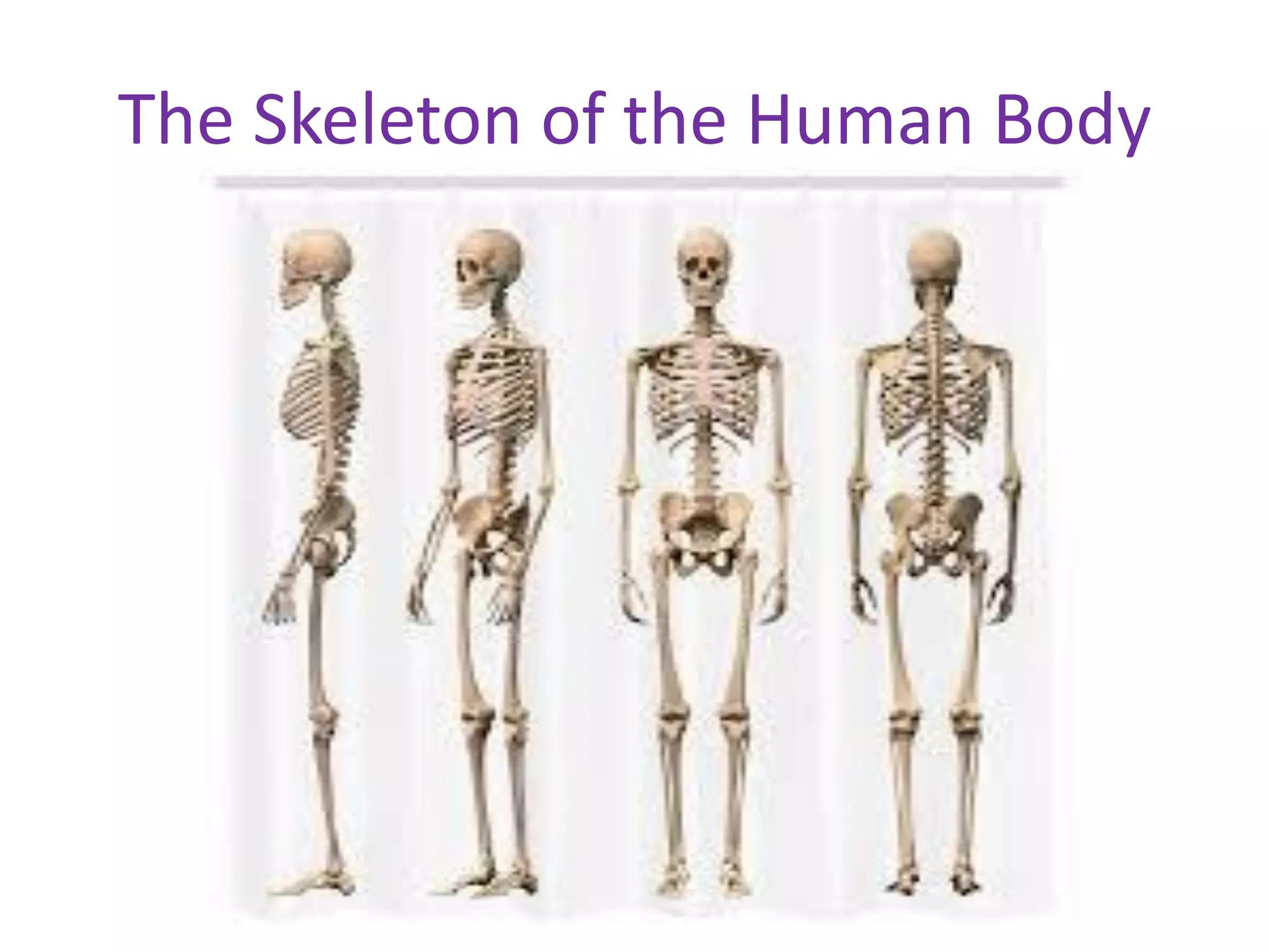 THE SKELETON OF THE HUMAN BODY.pdf